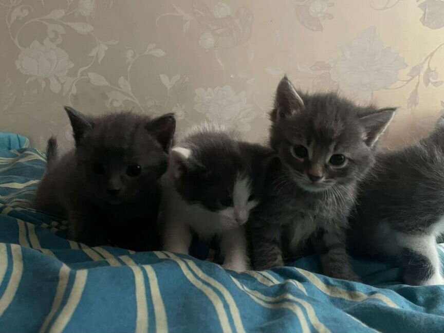 Домашние животные котята