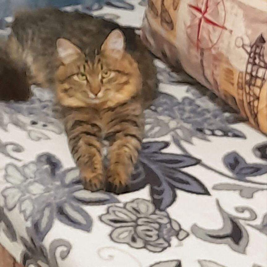 Отдам в добрые руки котика.11месяцев, русский