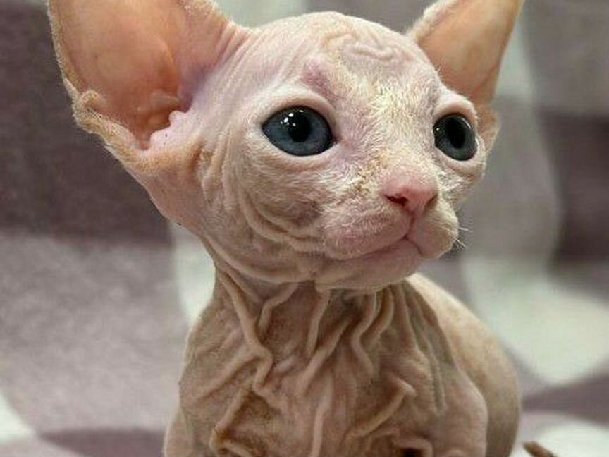 Котята сфинкс Бамбино