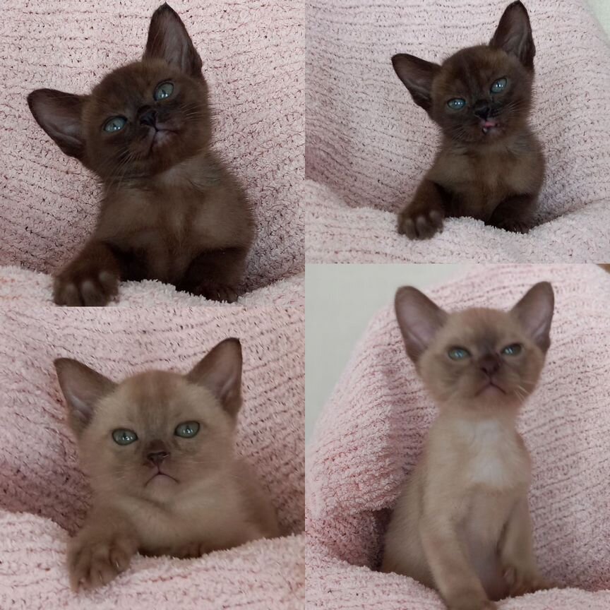 Бурманские котята