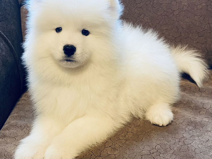 Самоедская лайка под Новый Год