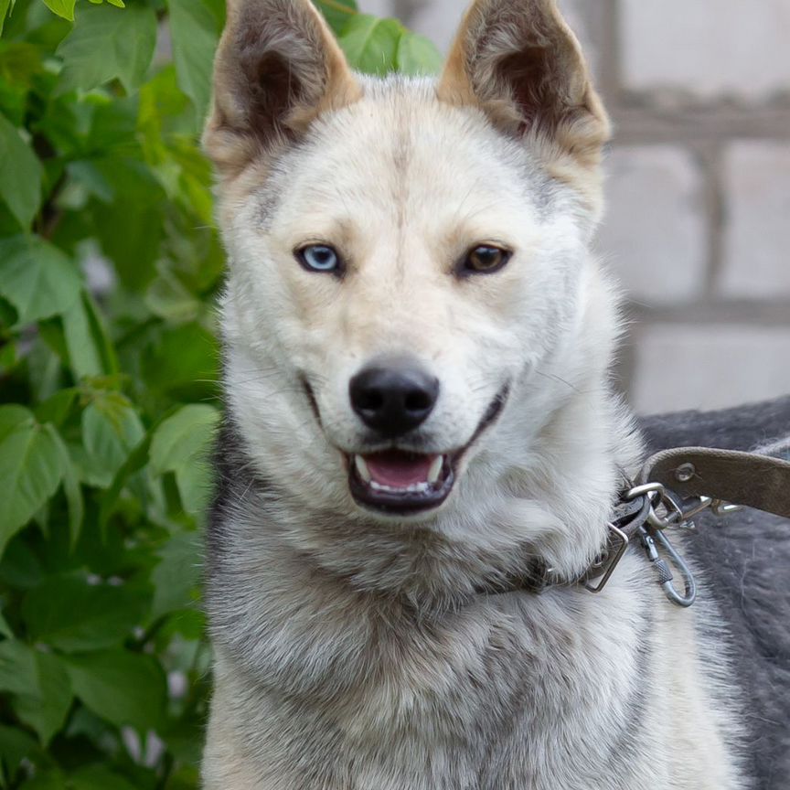 Сибирский хаски