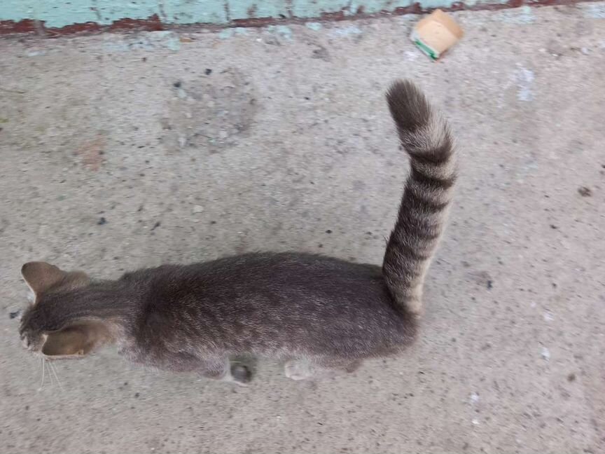 Кошка в дар бесплатно