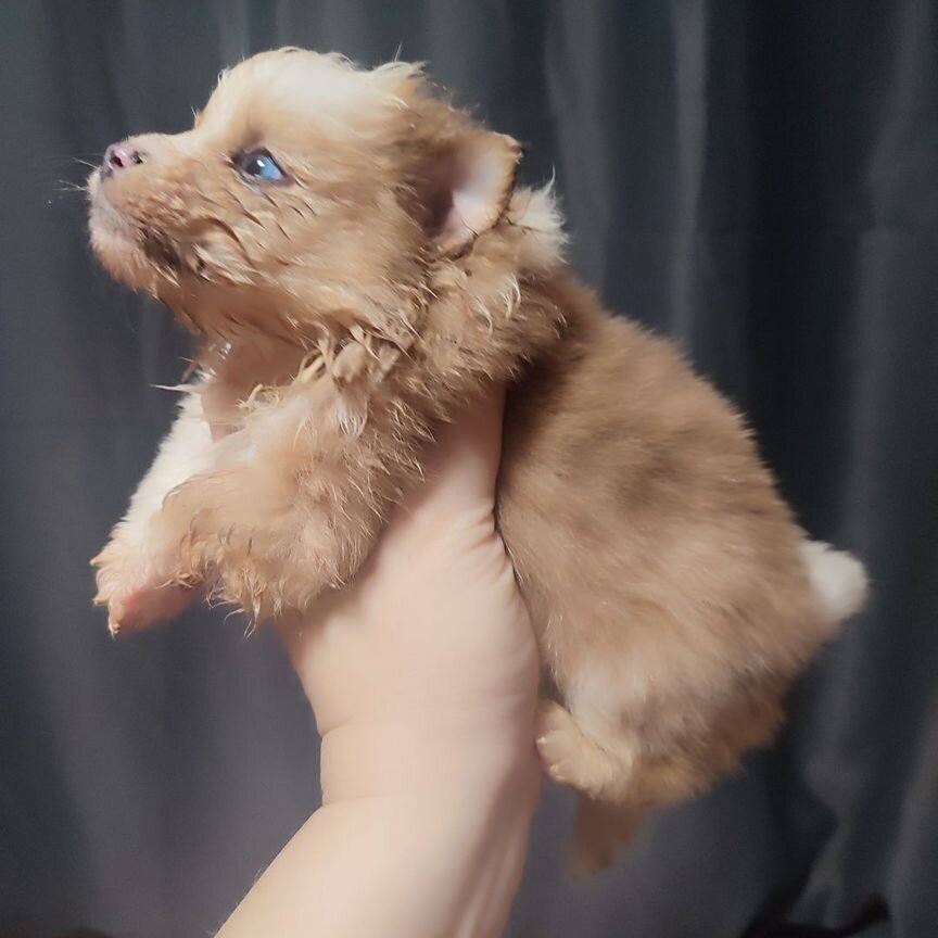 Щенки шпица