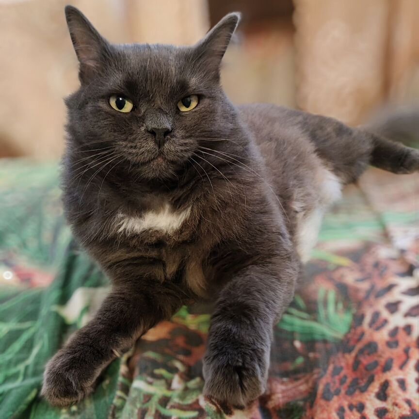 Кошечка ищет дом