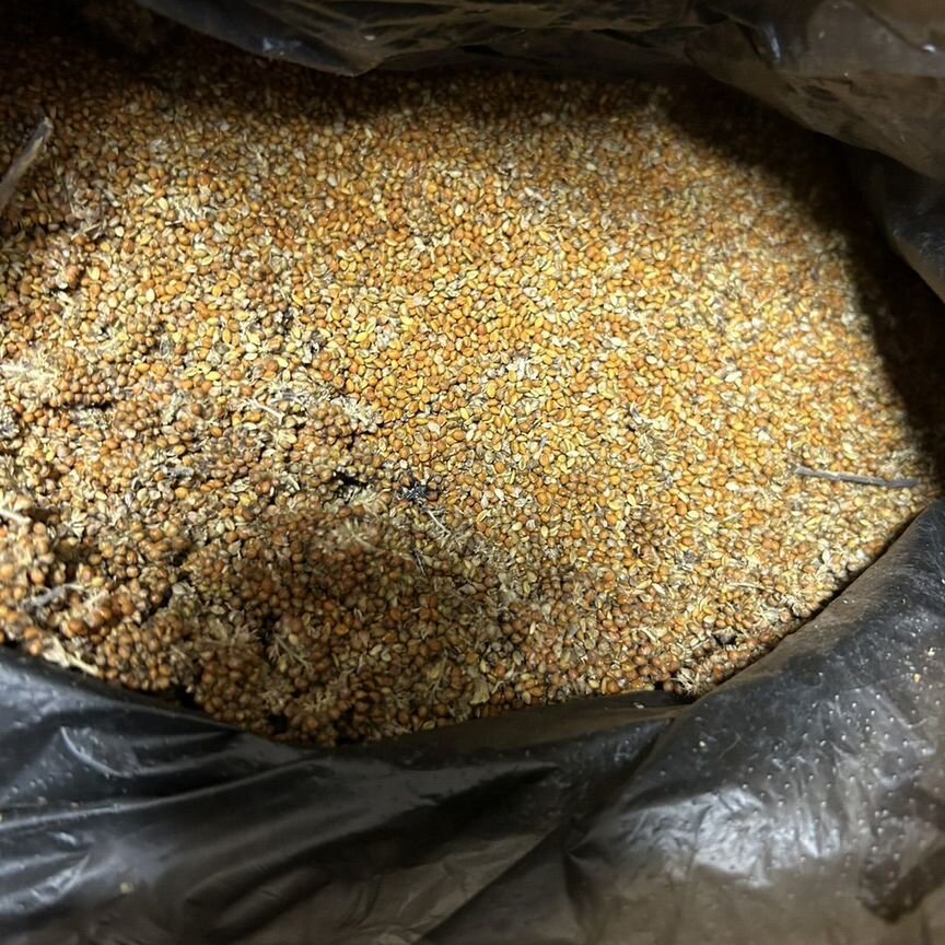 Осыпное зерно чумизы Стачуми