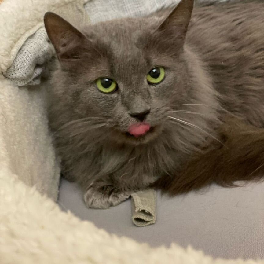 Кошка