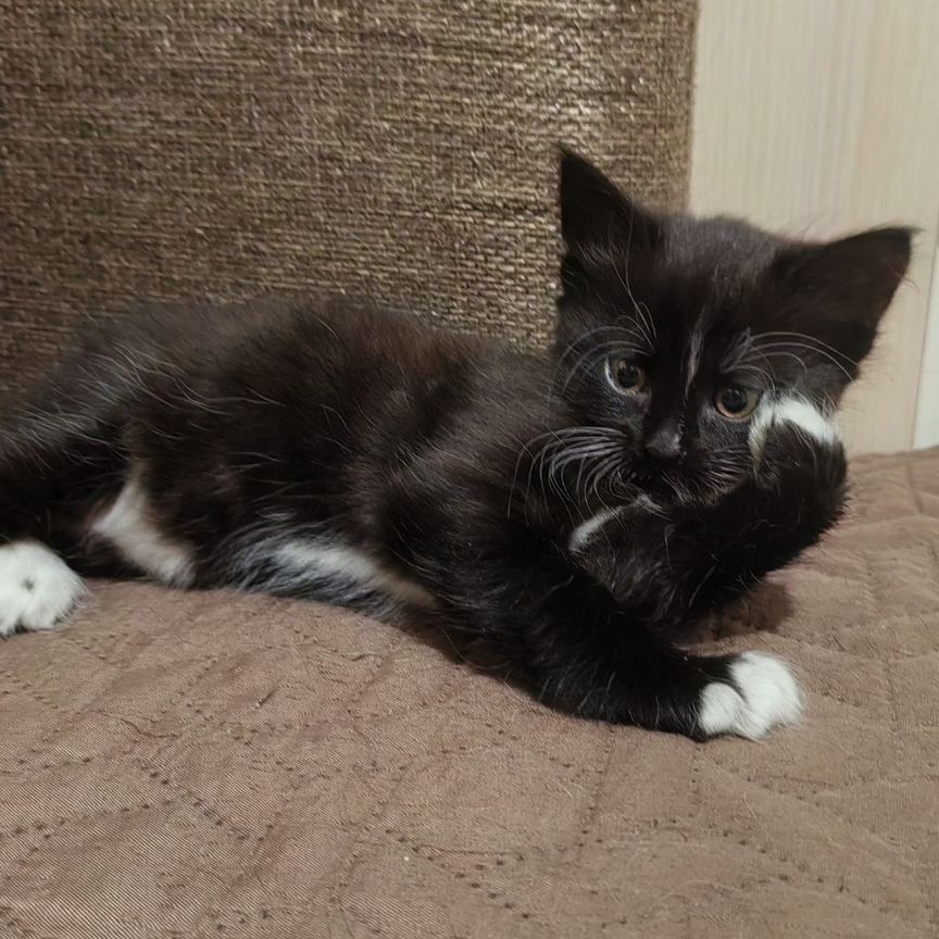 Котёнок в добрые руки