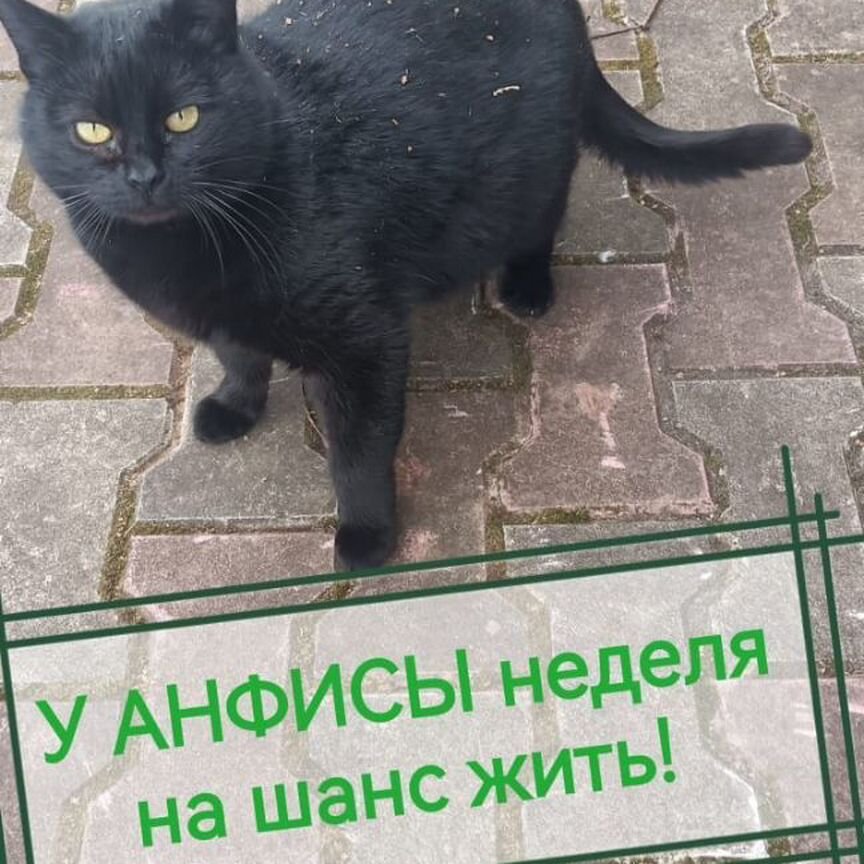 Кошка в дар