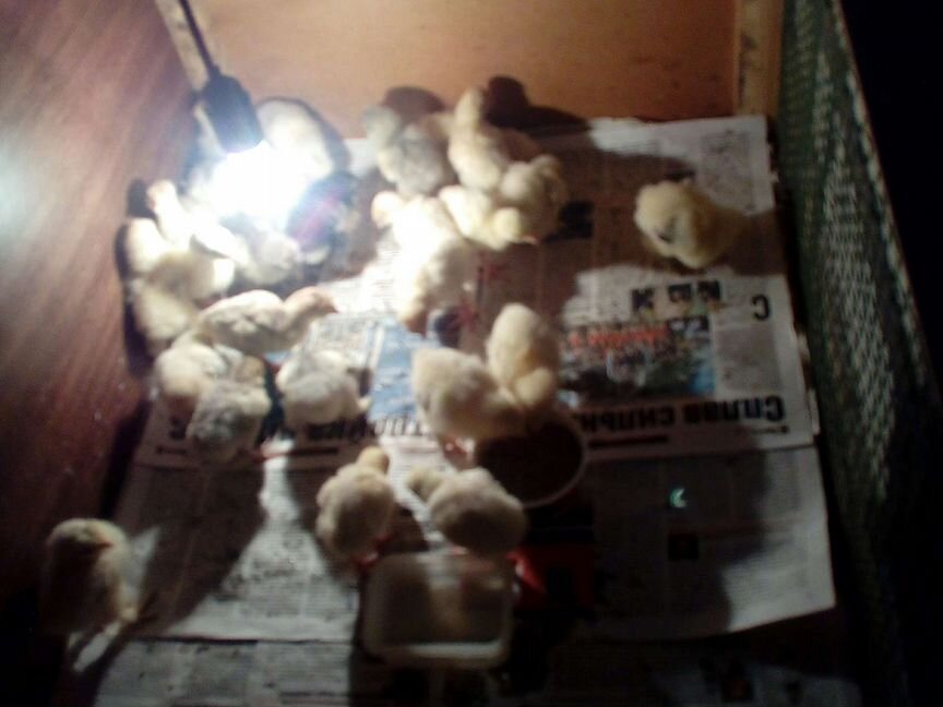 Индоутята,цыплята,индюшата