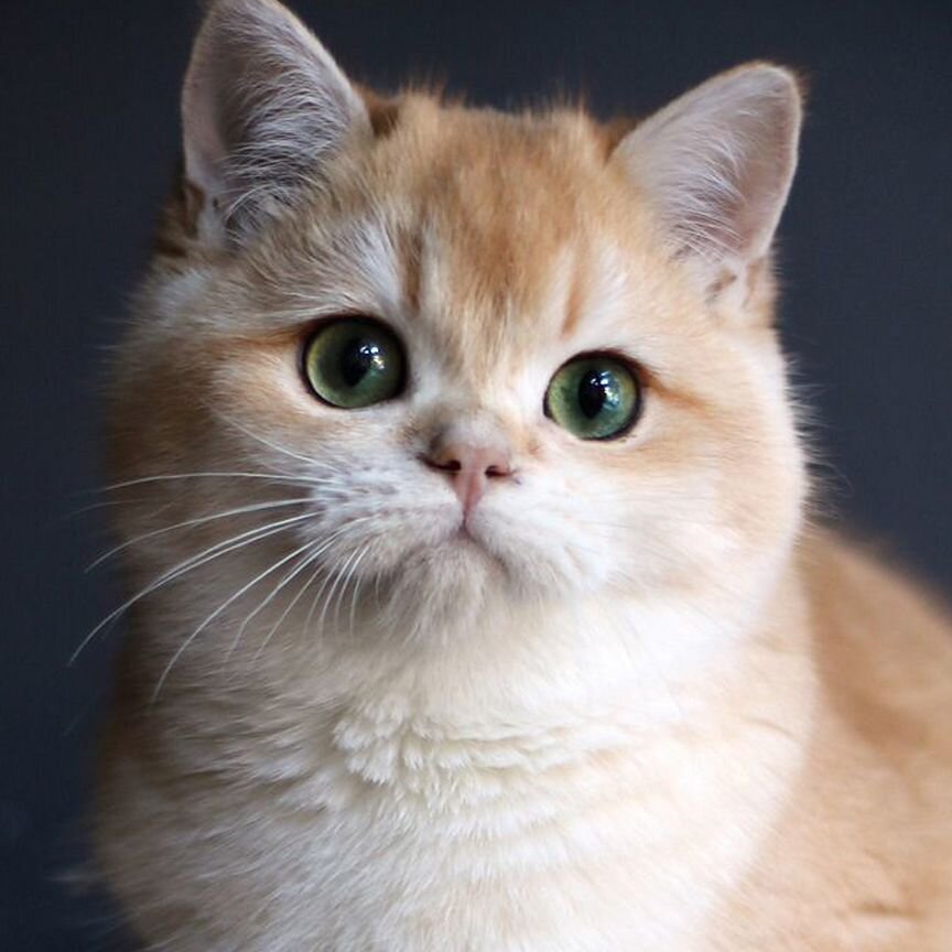 Британский короткошёрстный котёнок