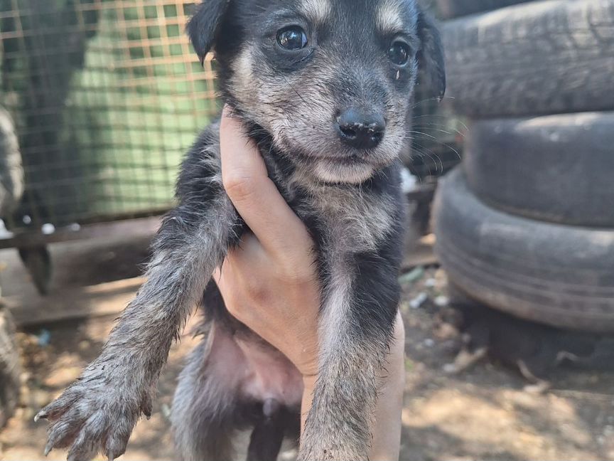 Щенок в добрые руки