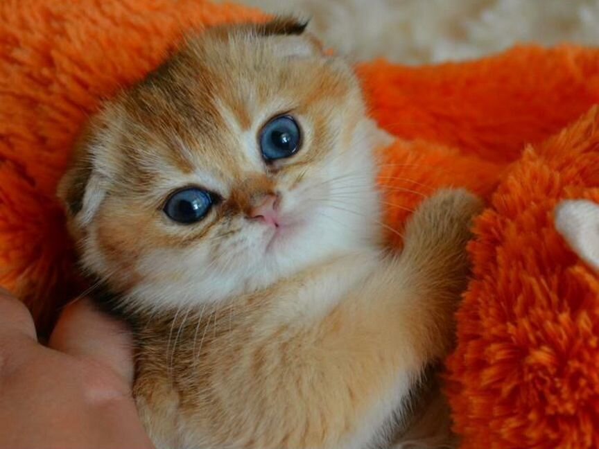 Супер котята золотые шиншиллы