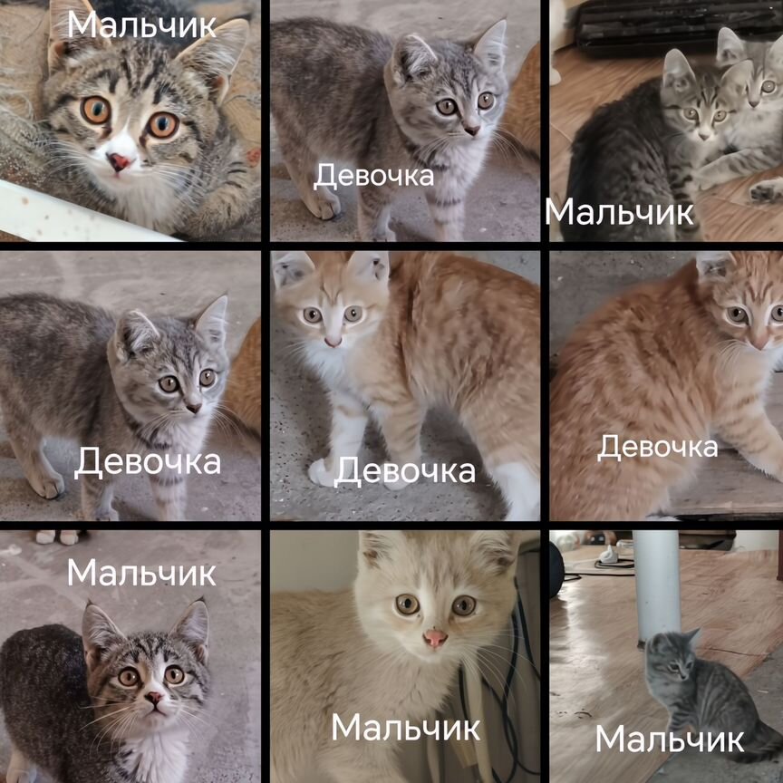 Котёнок в добрые руки