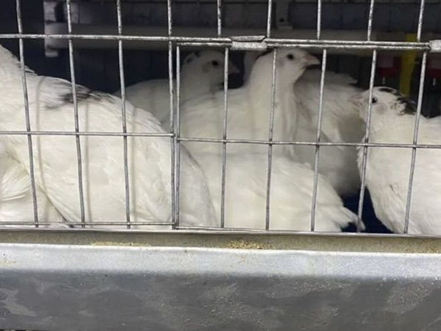 Перепелки несушки