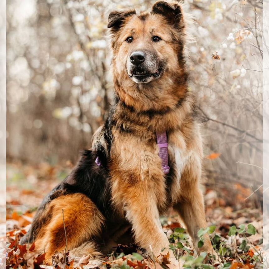 Взрослый пёс в добрые руки