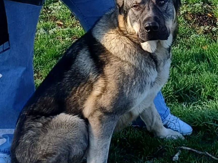 Пристраивается Алабай