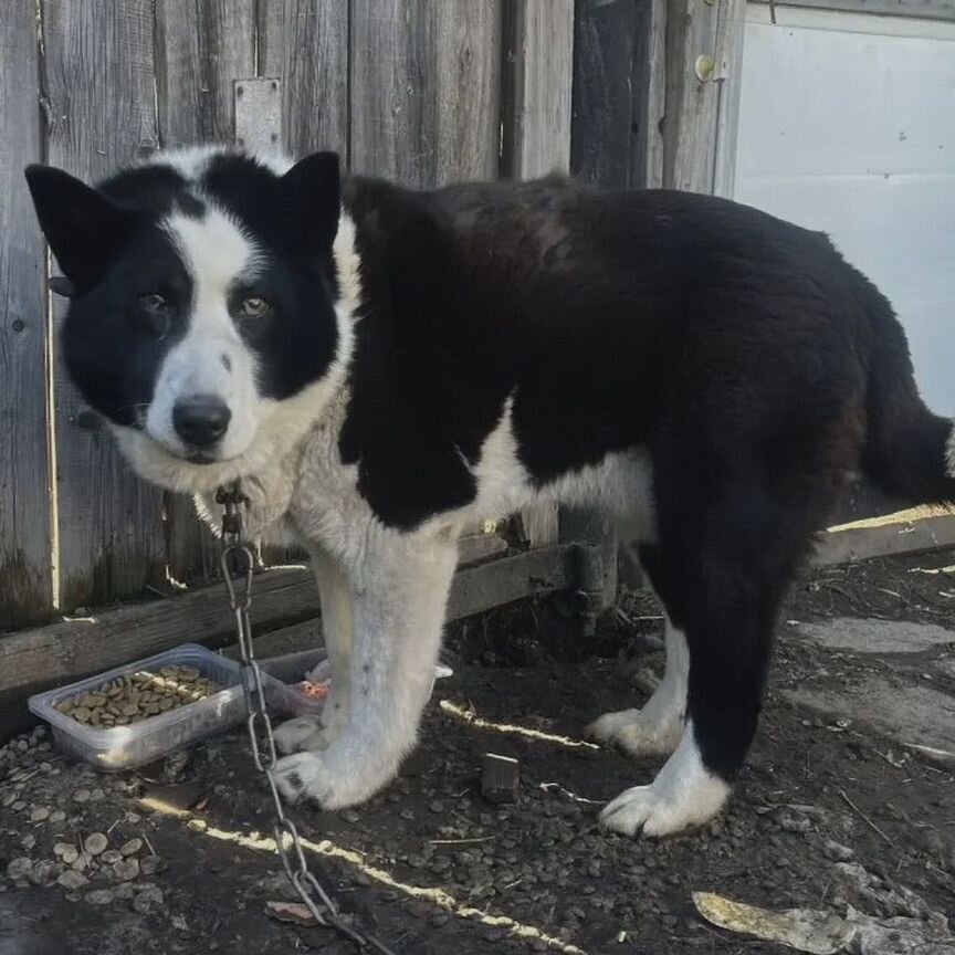 Лайка, взрослая собака