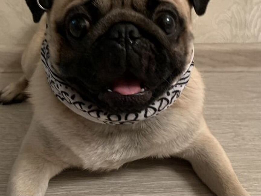 Красавец Мопс ищет невесту