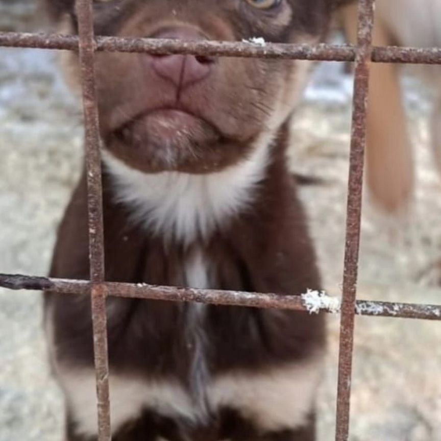 Щенок в добрые руки бесплатно маленькая порода
