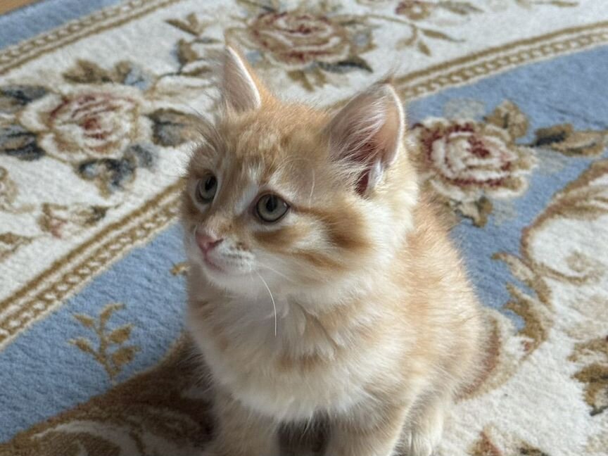 Котенок курильский бобтейл