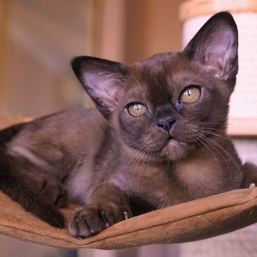 Европейская бурма котенок