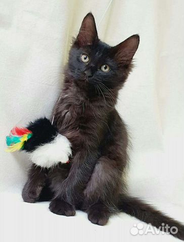 Котенок Мишка в поиске дома, котенок в дар