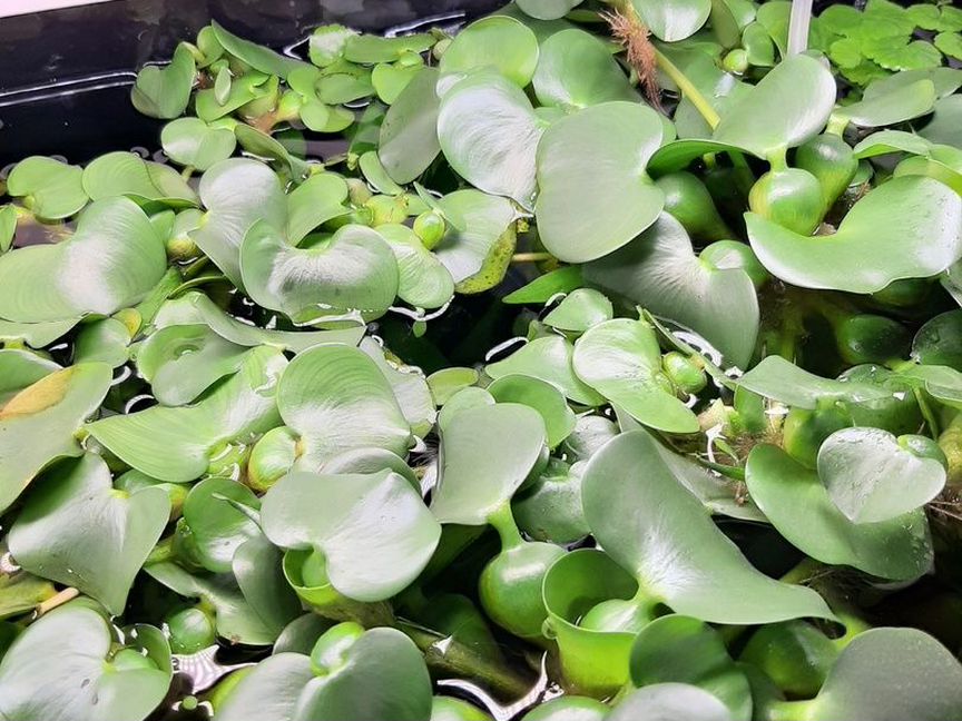 Водяной гиацинт