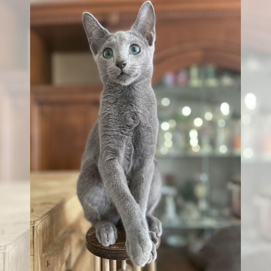 Котята Русская голубая