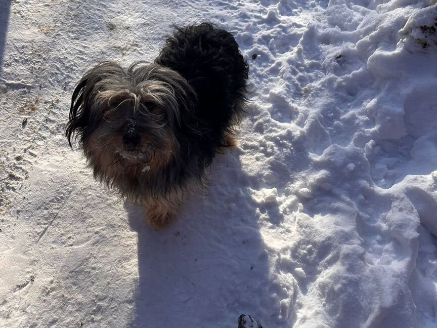 Собака Арчи 2 года в добрые руки