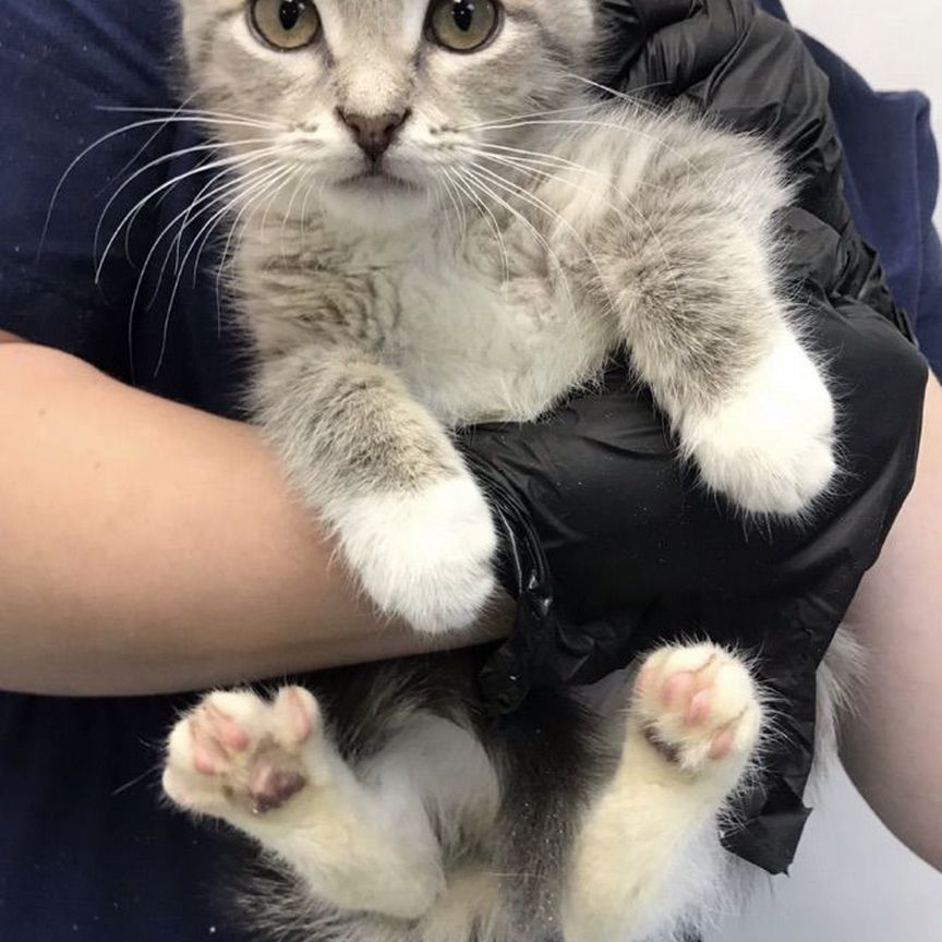 Нежный пушистый комочек ищет дом