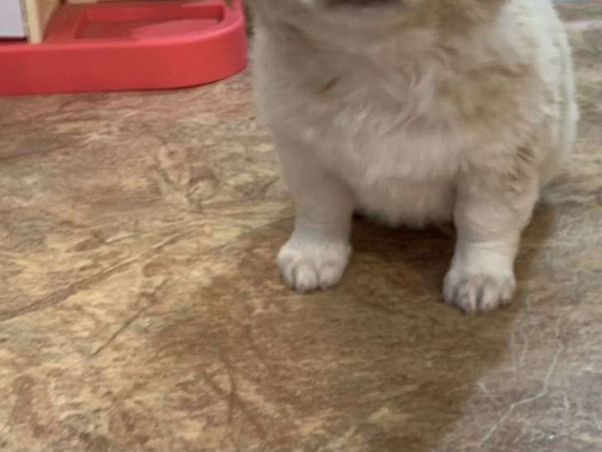 Щенок вельш-корги с болонкой