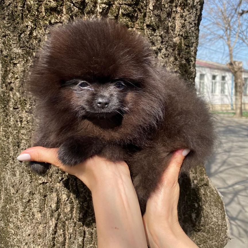Померанский шпиц девочка