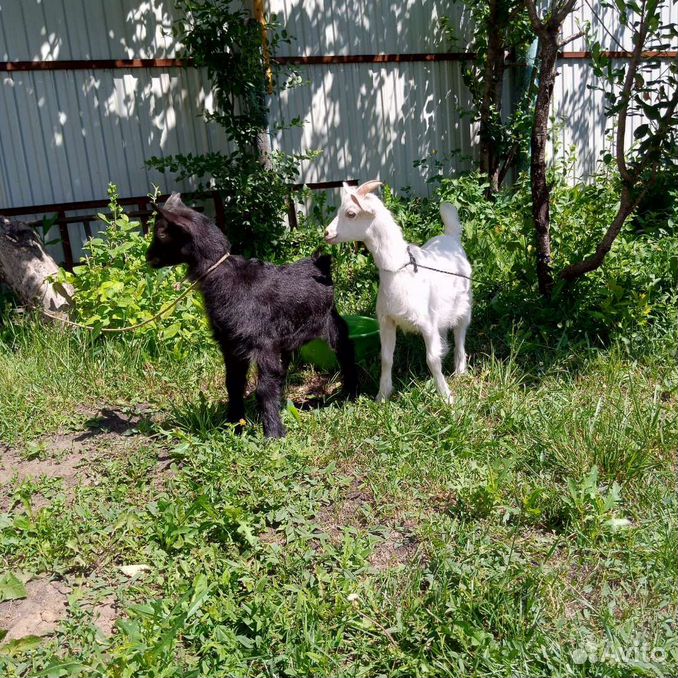 Продам козляты все подряд едят