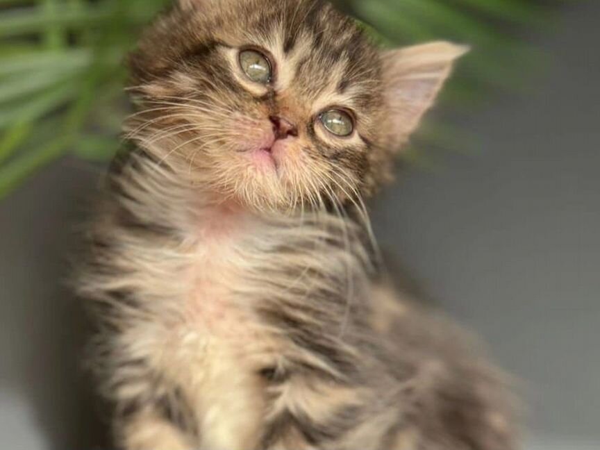 Котёнок