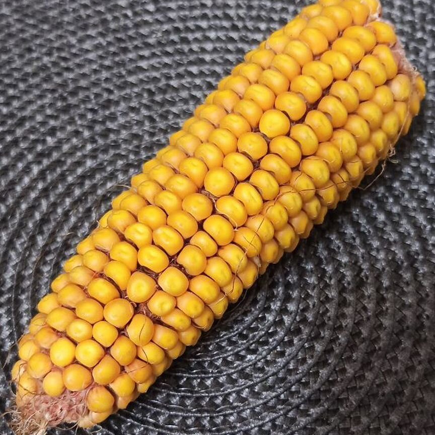 Кукуруза,Тыква сухая. для шиншилл, кроликов