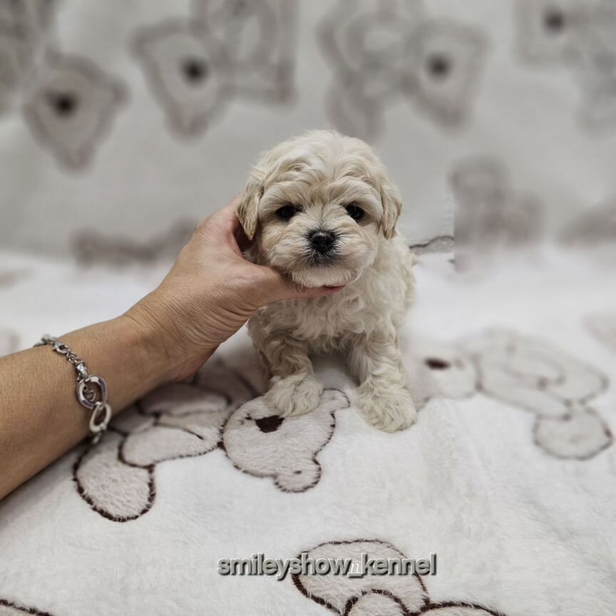 Maltipoo F1 мальчик мини. Видео