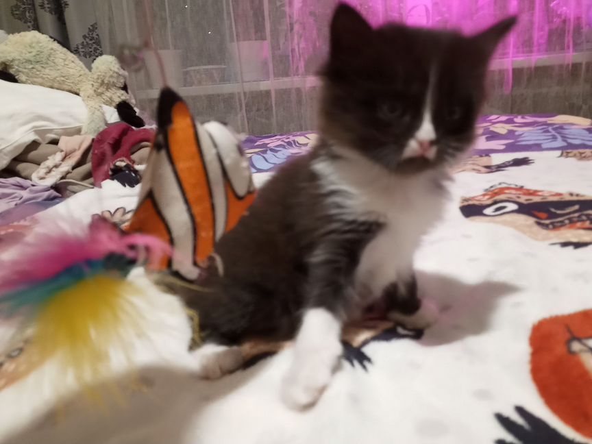 Кошка