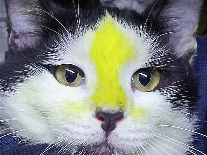 Любимчик ждёт свою семью