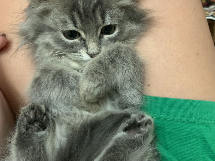 Котенок сибирской породы