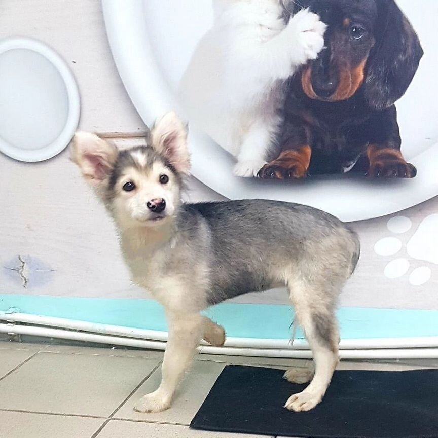 Щенок в добрые руки