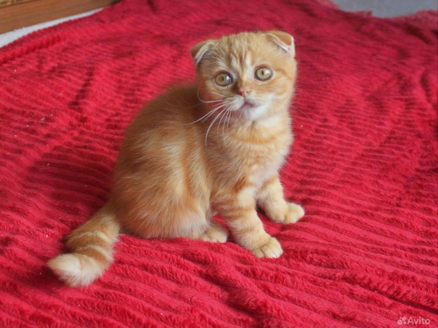 Шотландские котик и кошечка