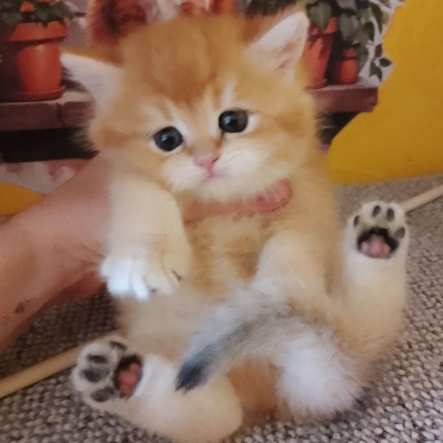 Шотландский прямоухий короткошёрстный котёнок