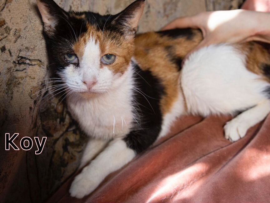 Смешная, добра краса Коу так нуждается в вас,мампа