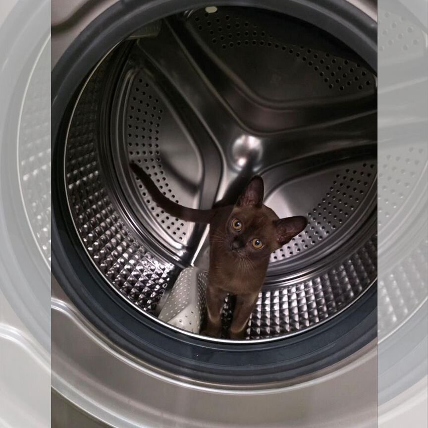 Европейский бурманский котёнок