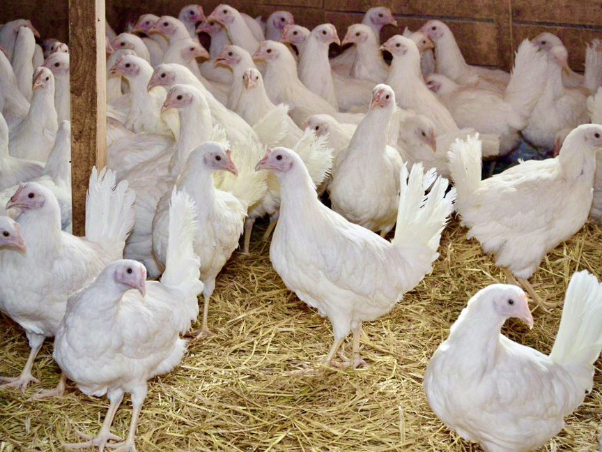 Куры молодки несушки