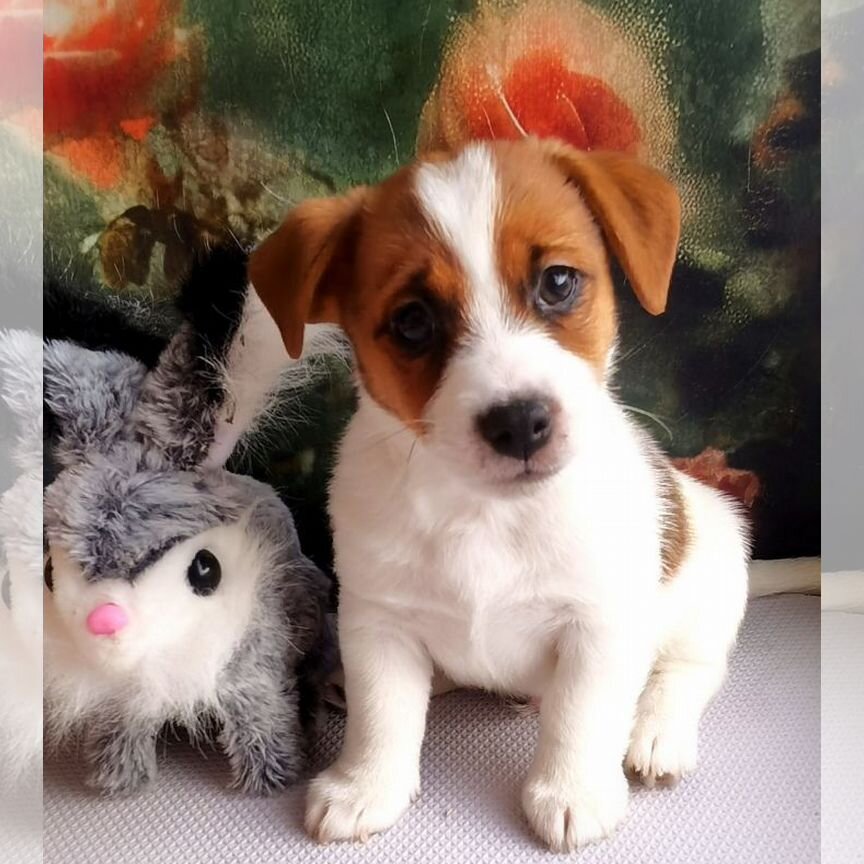 Джек-рассел-терьер, щенок