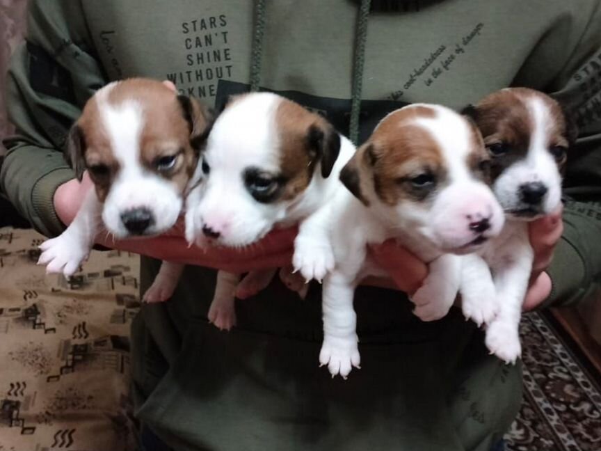 Джек Рассел терьер