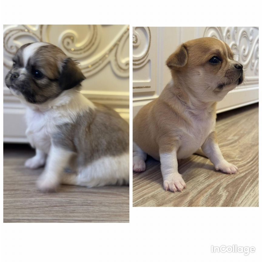 Щенки чихуахуа