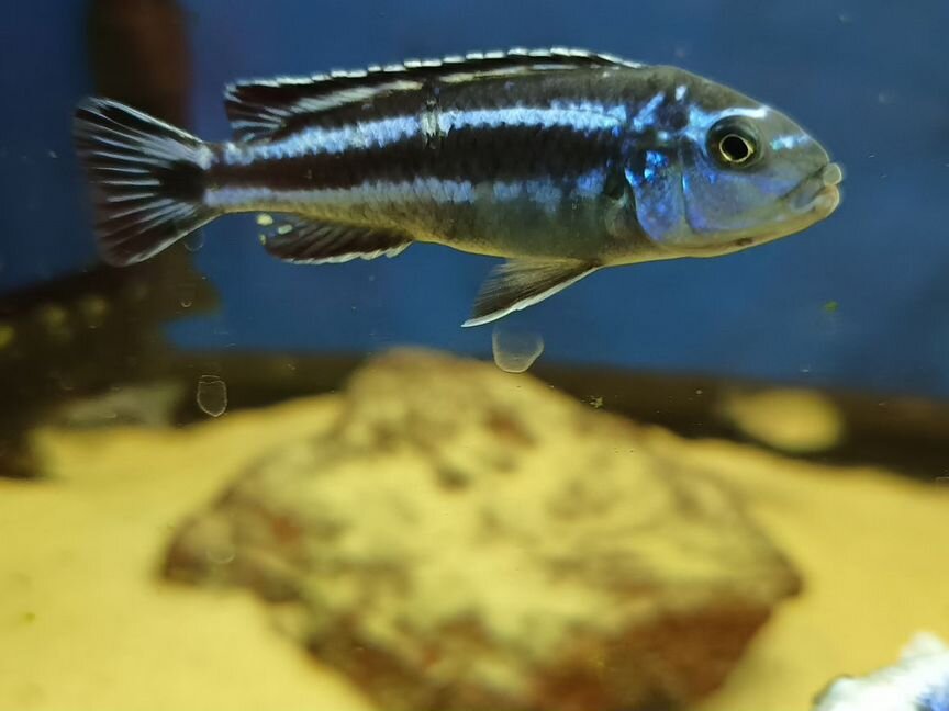 Меланохромис Майнгано